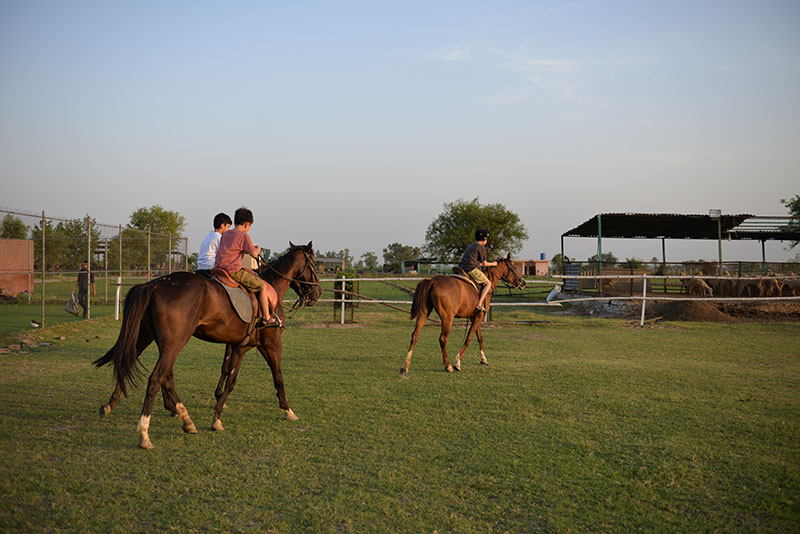 Horse Riding - Country Club - Zacky Farms