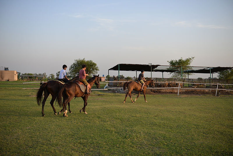 Horse Riding - Country Club - Zacky Farms