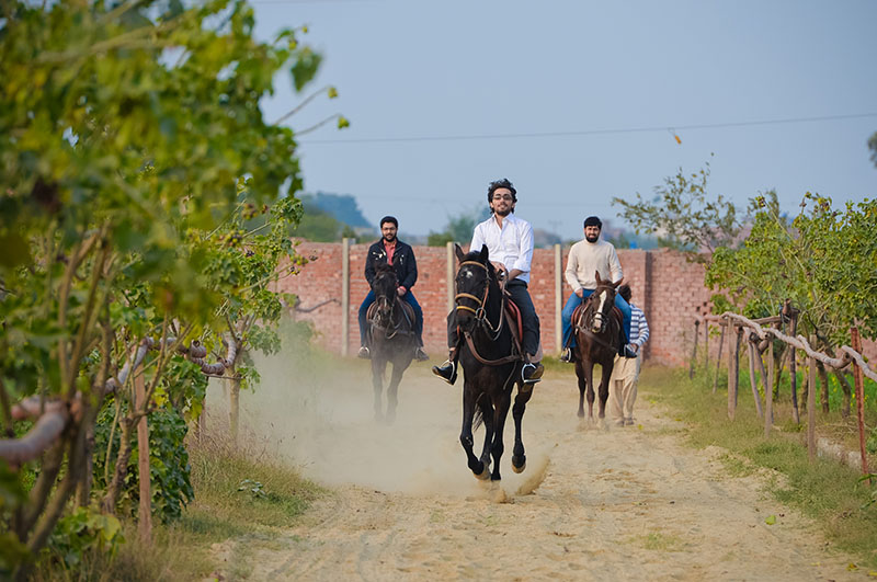 Horse Riding - Country Club - Zacky Farms